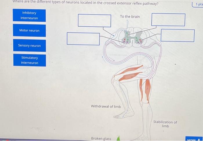 Solved Where are the different types of neurons located in | Chegg.com