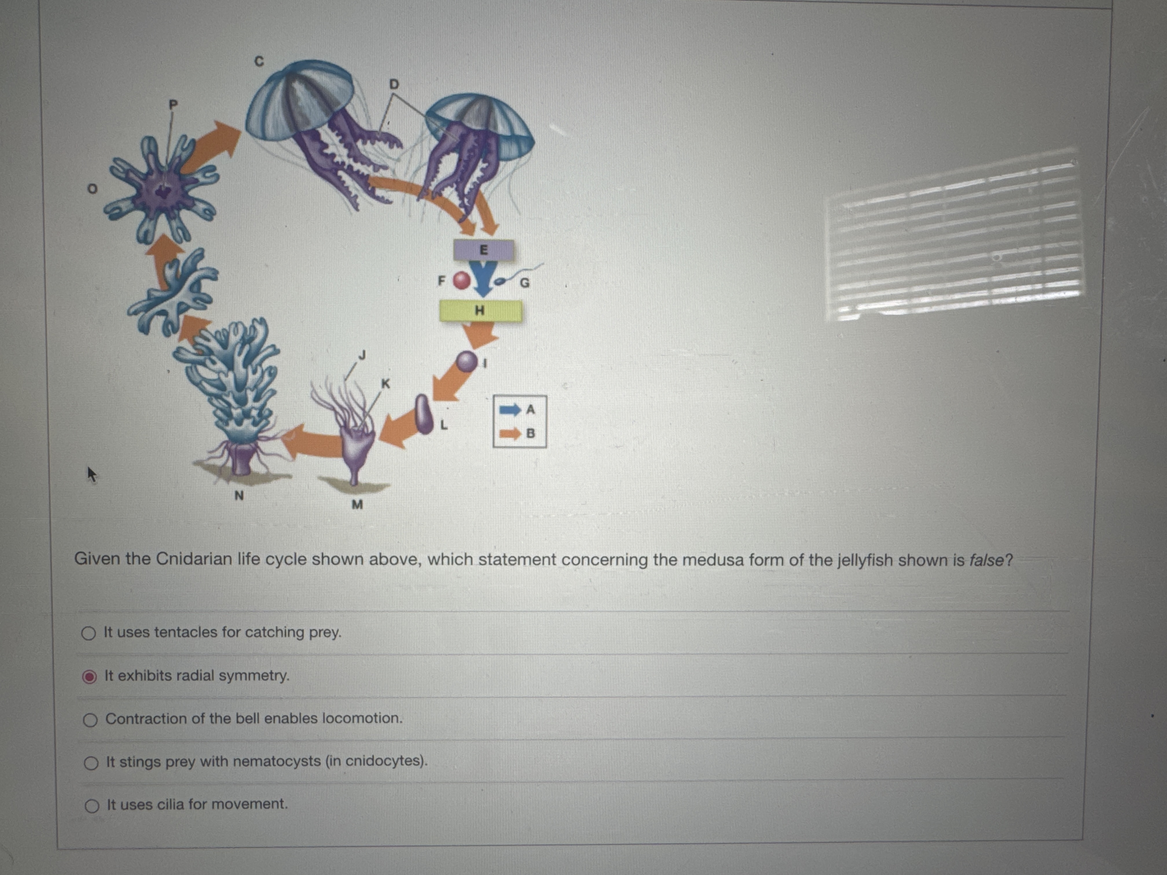 Solved Given the Cnidarian life cycle shown above, which | Chegg.com