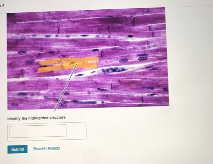 Solved 4 Identify the highlighted structure. Submit Request | Chegg.com