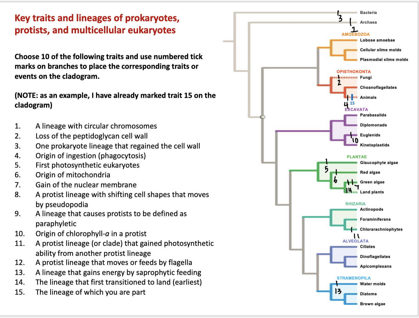Solved Key traits and lineages of prokaryotes,protists, and | Chegg.com