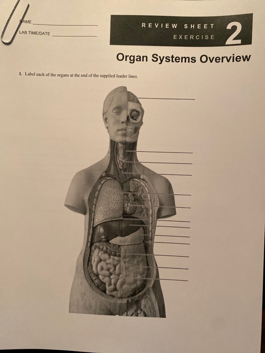 Solved AME LAB TIME/DATE REVIEW SHEET EXERCISE 2 Organ | Chegg.com Solved AME LAB TIME/DATE REVIEW SHEET EXERCISE 2 Organ | Chegg.com