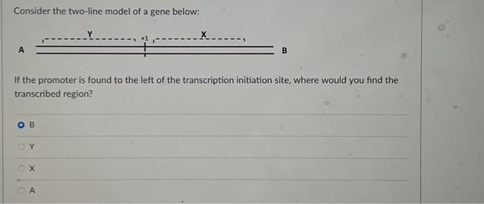 Solved What enzyme unwinds the DNA during transcription? The | Chegg.com