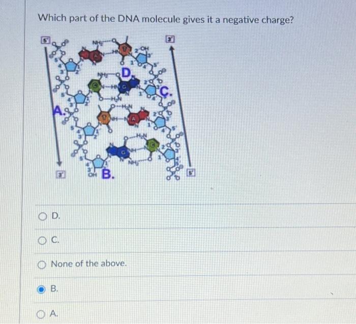 Solved Which part of the DNA molecule gives it a negative | Chegg.com
