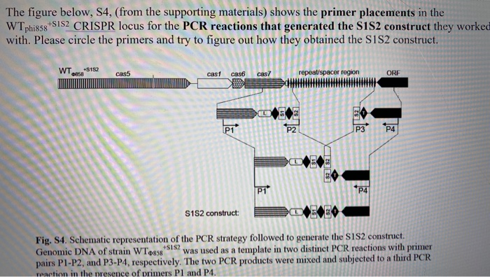 Solved where is the primer? and how does it obtain s1s2 | Chegg.com