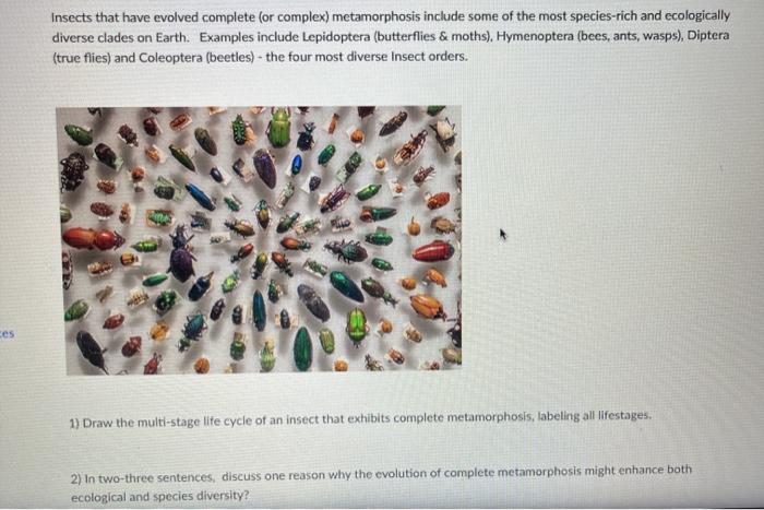 Solved Insects that have evolved complete (or complex) | Chegg.com