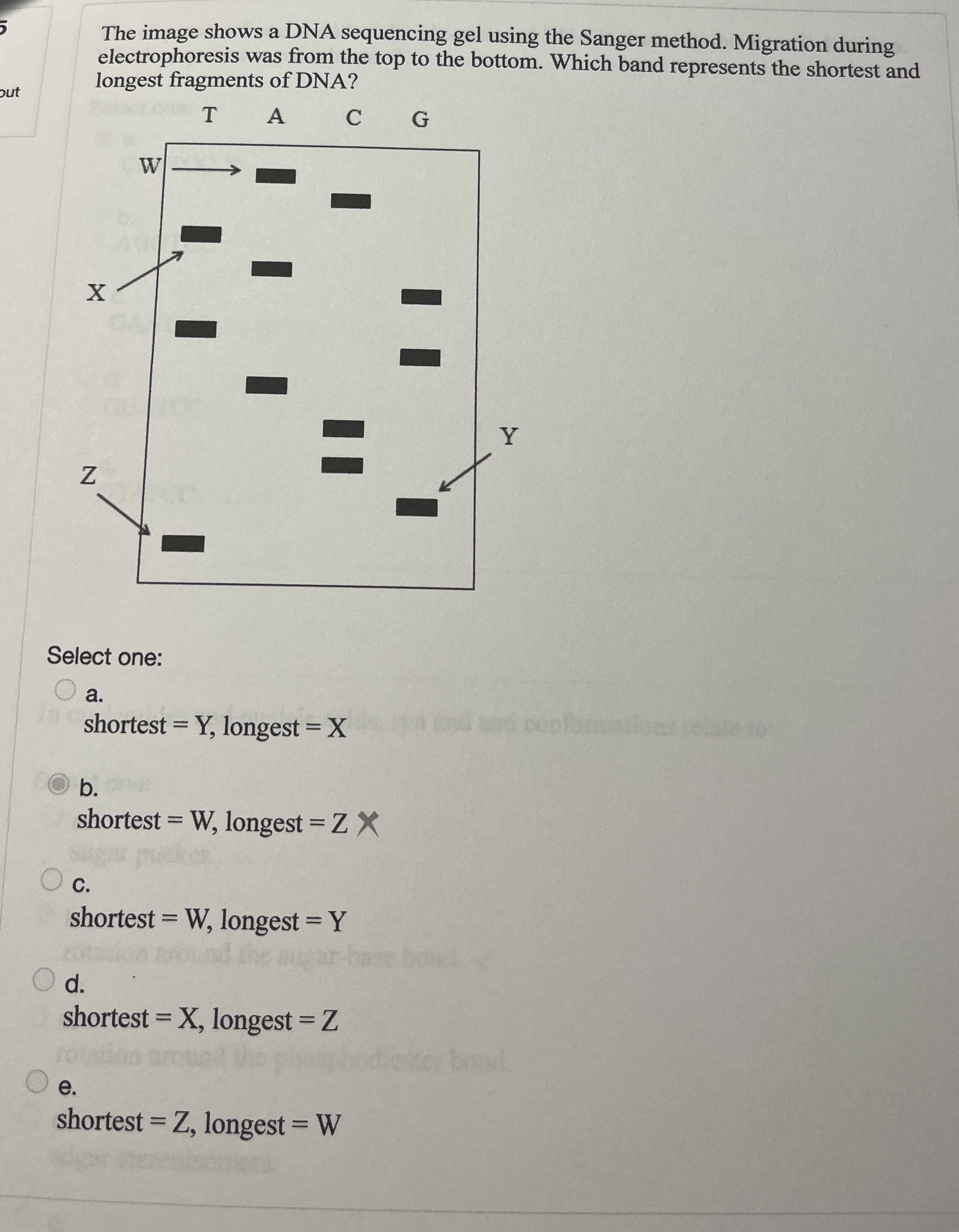 Solved The image shows a DNA sequencing gel using the Sanger | Chegg.com
