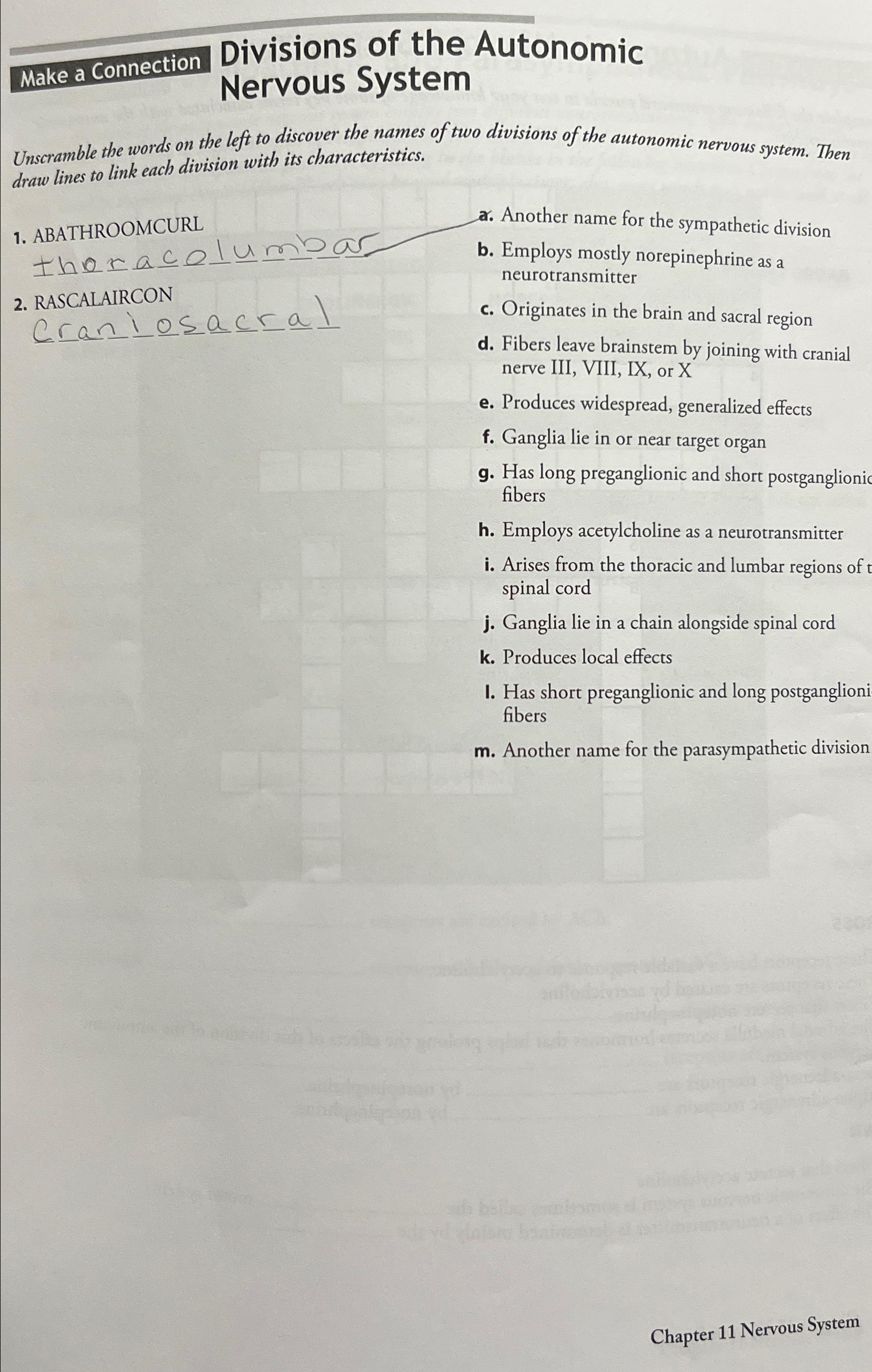 Solved Make a Connection Divisions of the Autonomic Nervous | Chegg.com