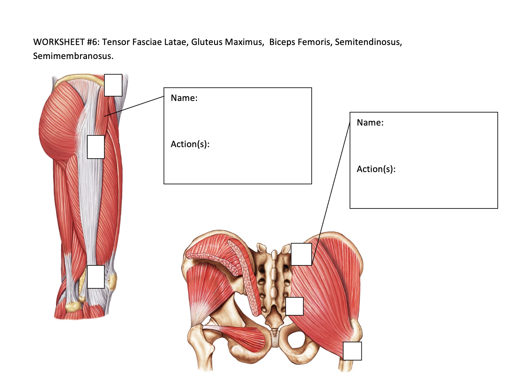 Solved Worksheet 6 Tensor Fasciae Latae Gluteus Maximus 2055