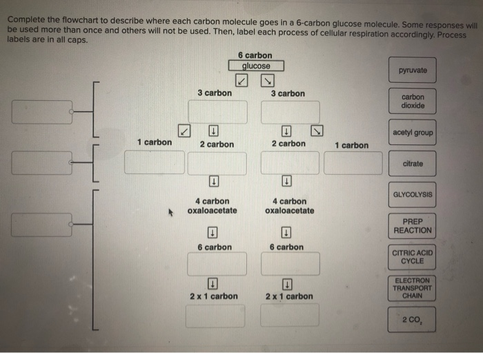 Solved Complete the flowchart to describe where each carbon | Chegg.com