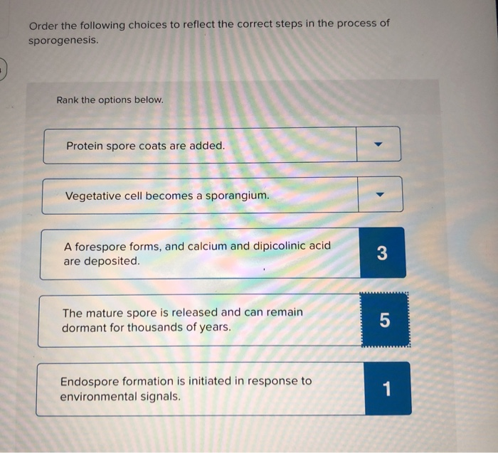 Solved Order The Following Choices To Reflect The Correct Chegg