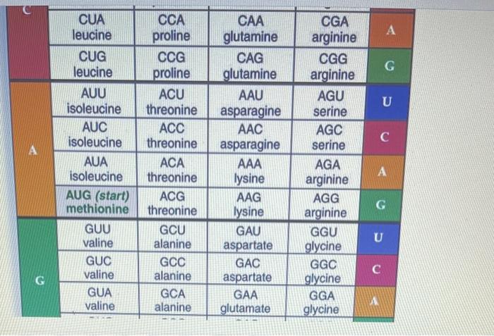 Solved Select all of the following that represent a codon | Chegg.com