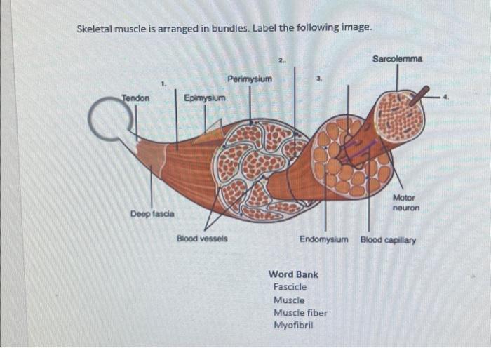 Solved Skeletal muscle is arranged in bundles. Label the | Chegg.com