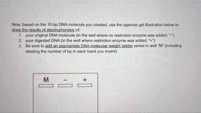 Solved Now, based on the 10-bp DNA molecule you created, use | Chegg.com