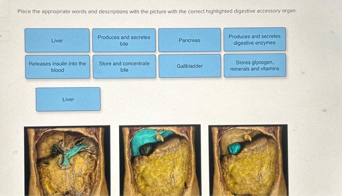 Solved Place the appropriate words and descriptions with the | Chegg.com
