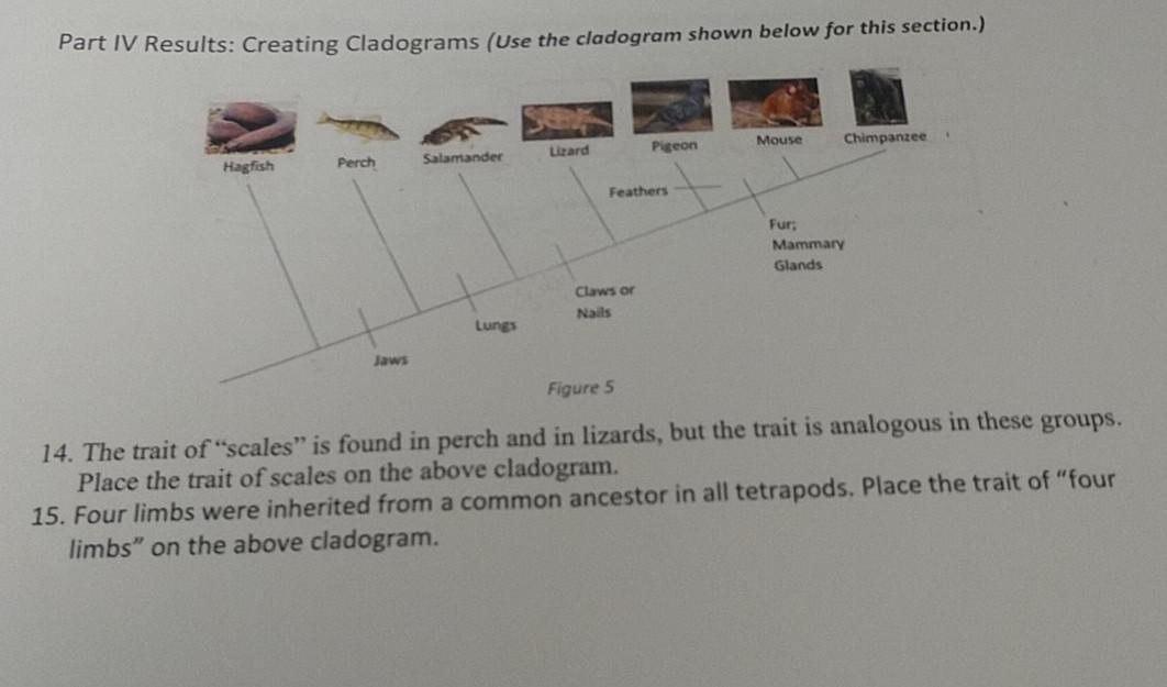 Solved Part IV Results: Creating Cladograms (Use the | Chegg.com