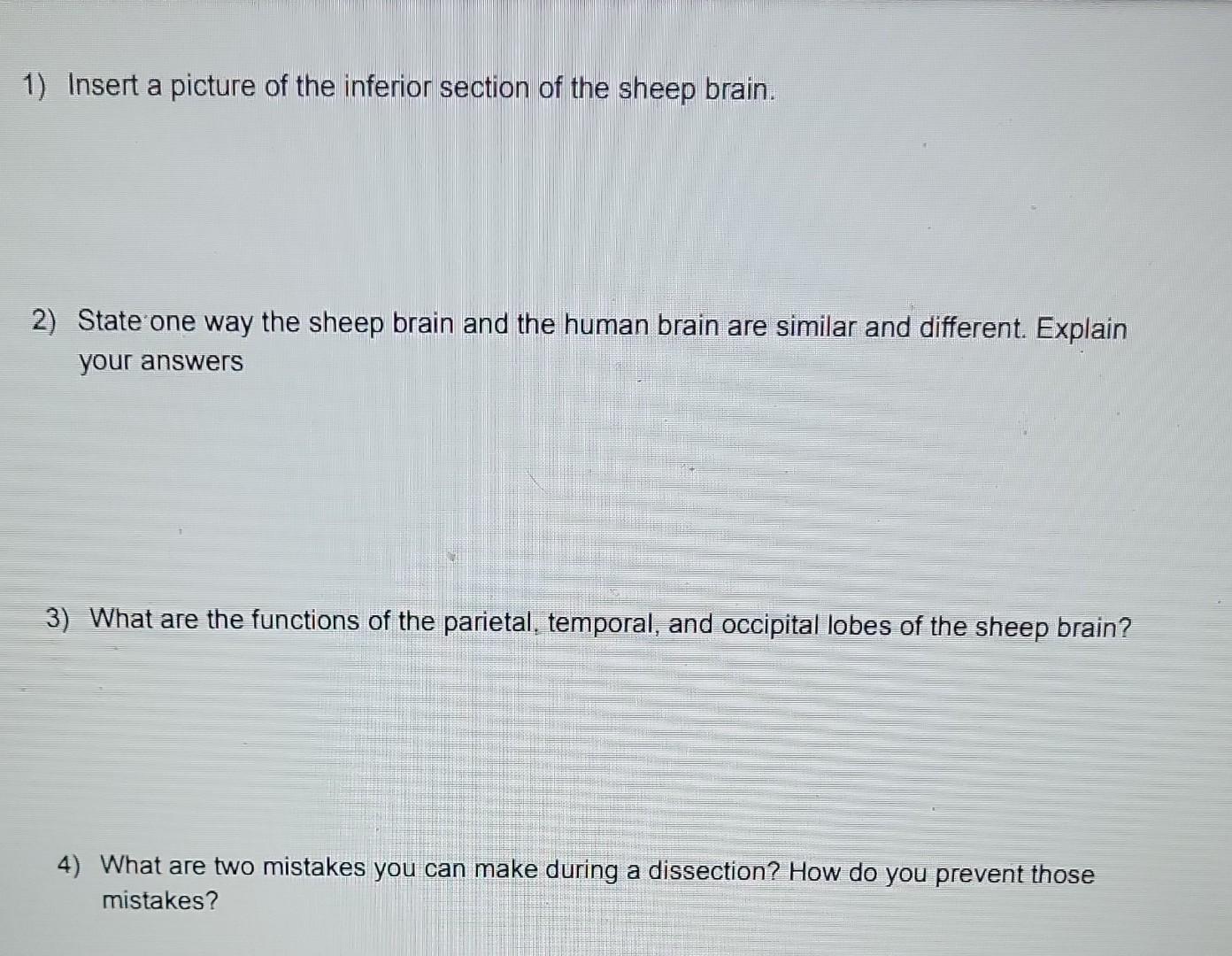 Solved 1) Insert a picture of the inferior section of the | Chegg.com