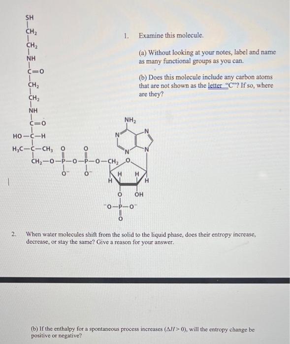 Solved SH 1. Examine this molecule. CH2 1 CH 1 NH C=0 (a) | Chegg.com