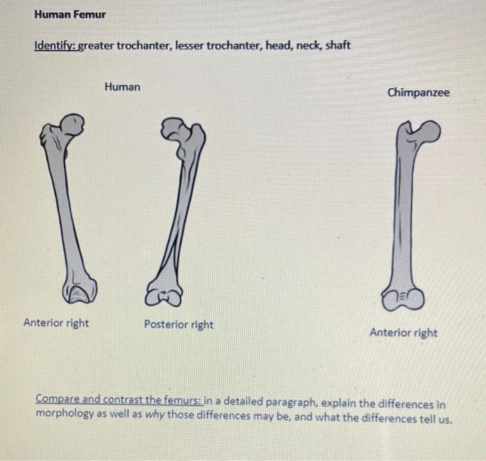 Solved Comparison Lab: skull Identify (Chimp): Sagittal | Chegg.com