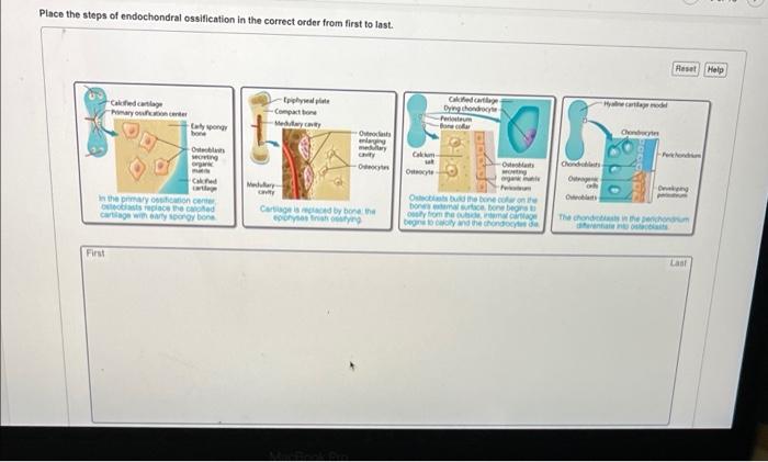 Solved Place the steps of endochondral ossification in the | Chegg.com
