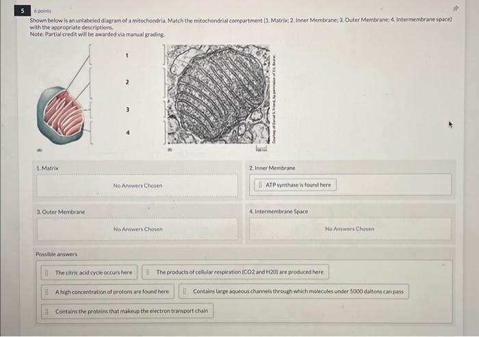 Solved Shown belowis an unlabeled diagram of a mitochondria. | Chegg.com