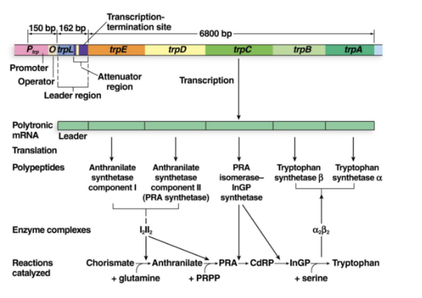 Solved Explain how gene regulation of the Tryptophan Operon | Chegg.com