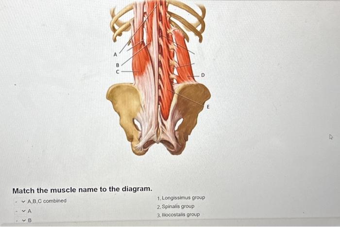 Solved Match the muscle name to the diagram. A,B,C combined | Chegg.com