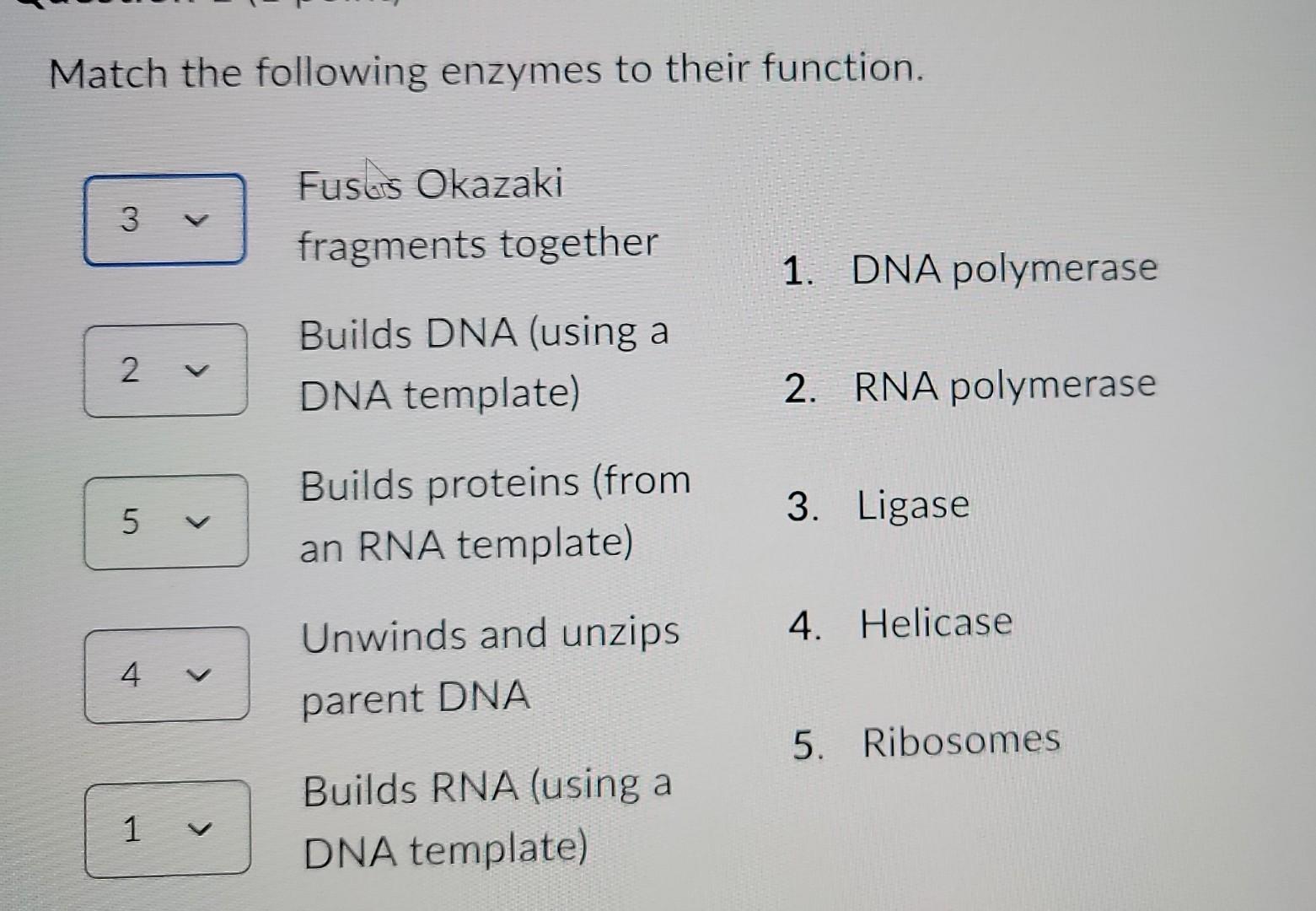 Solved Match the following enzymes to their function. | Chegg.com