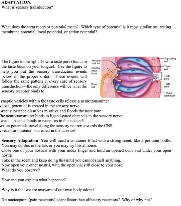 Solved ADAPTATION. What is sensory transduction? What does | Chegg.com