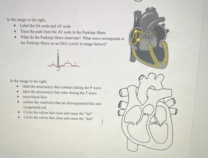 Solved In the image to the right, • Label the SA node and AV | Chegg.com