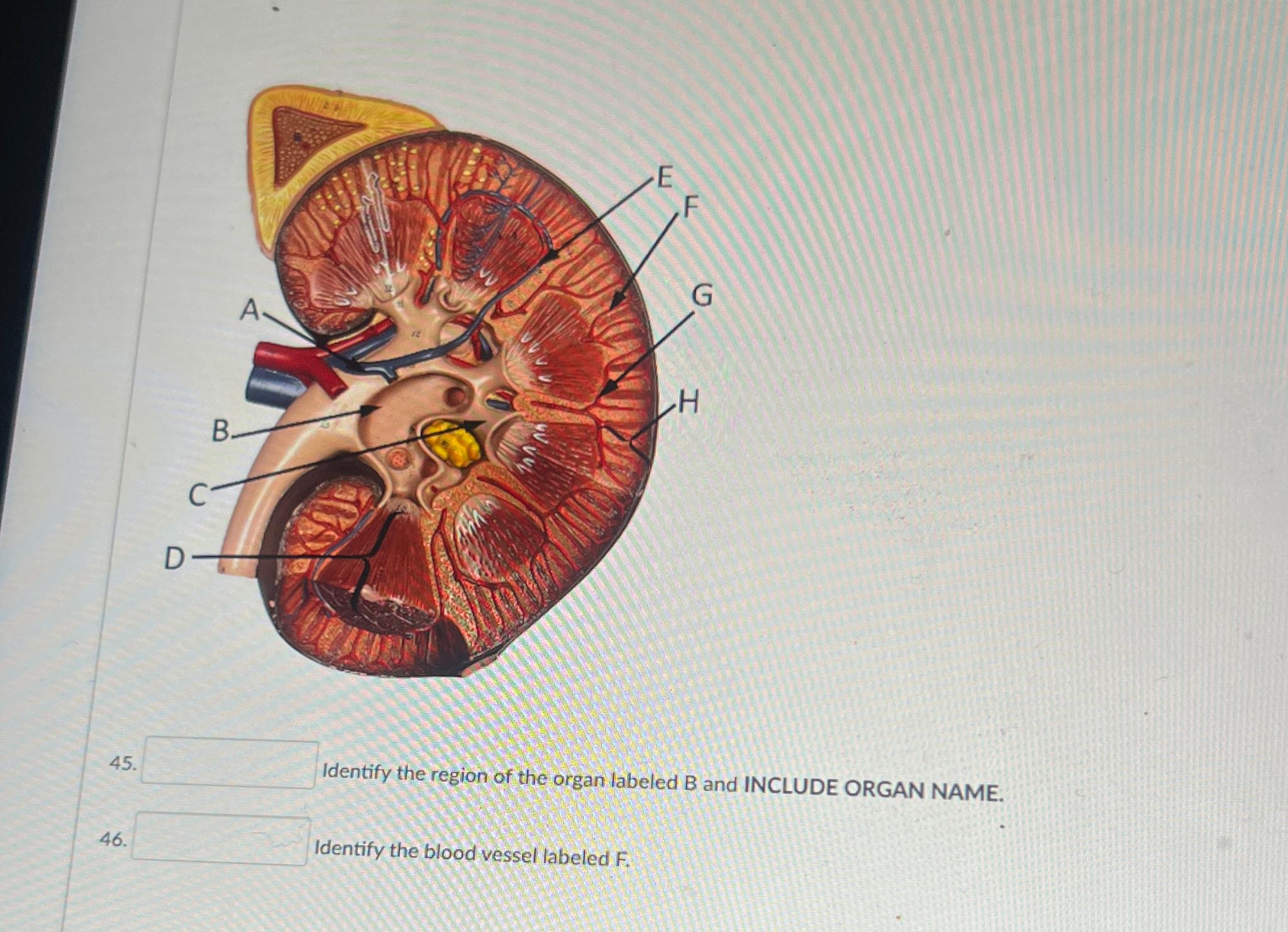 Solved Identify the region of the organ labeled B and | Chegg.com