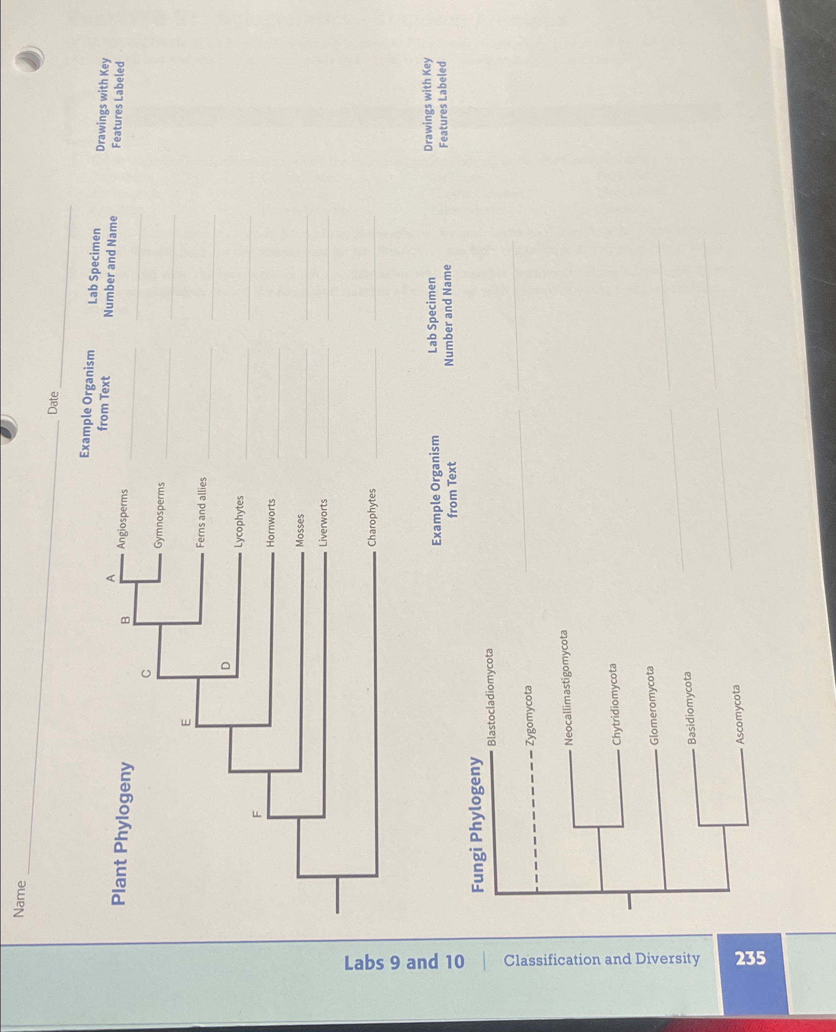 Solved Labs 9 ﻿and 10Classification and Diversity235 | Chegg.com