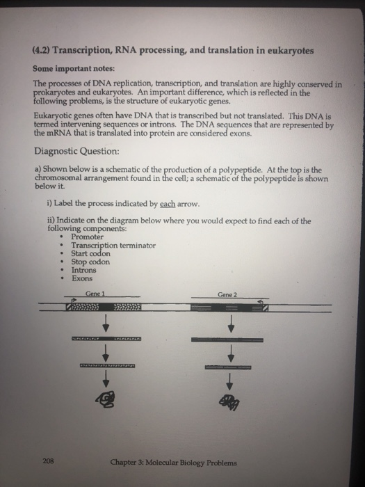 Solved (4.2) Transcription, RNA processing, and translation | Chegg.com