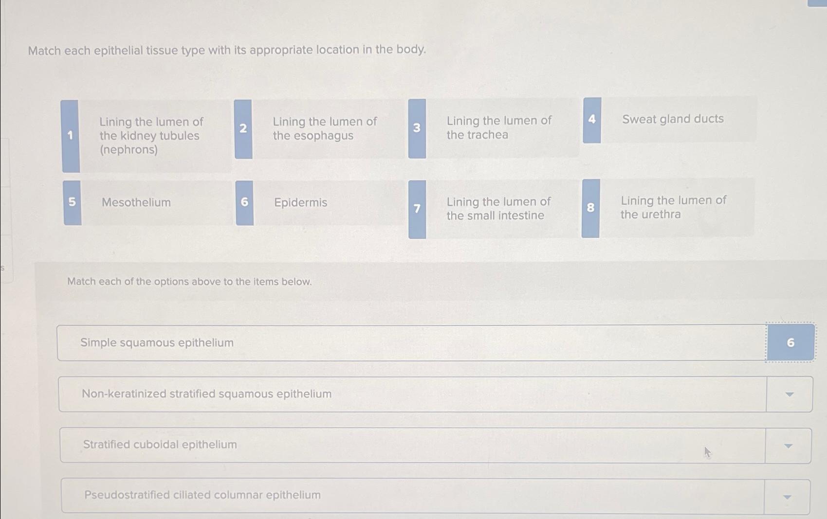 Solved Match each epithelial tissue type with its | Chegg.com