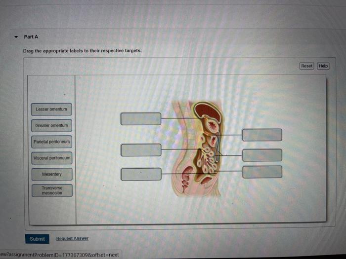 Solved Part A Drag the appropriate labels to their | Chegg.com