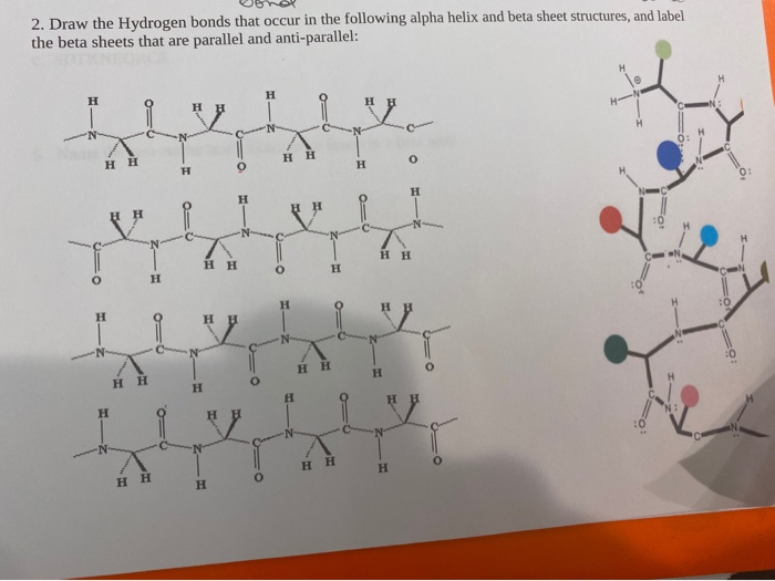 Solved 2. Draw the Hydrogen bonds that occur in the | Chegg.com