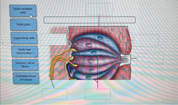 Solved Taste receptor cells Taste pore Supporting cells | Chegg.com