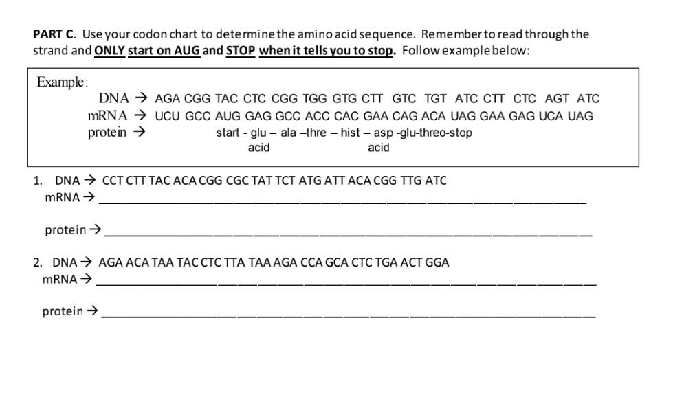 Solved PART C. Use your codon chart to determine the amino | Chegg.com Solved PART C. Use your codon chart to determine the amino | Chegg.com