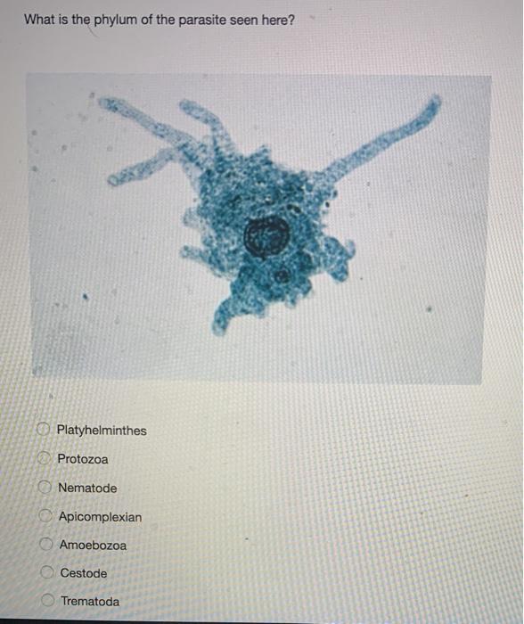 Solved What is the phylum of the parasite seen here? S | Chegg.com