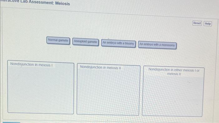 Solved Lab Assessment: Meiosis | Chegg.com