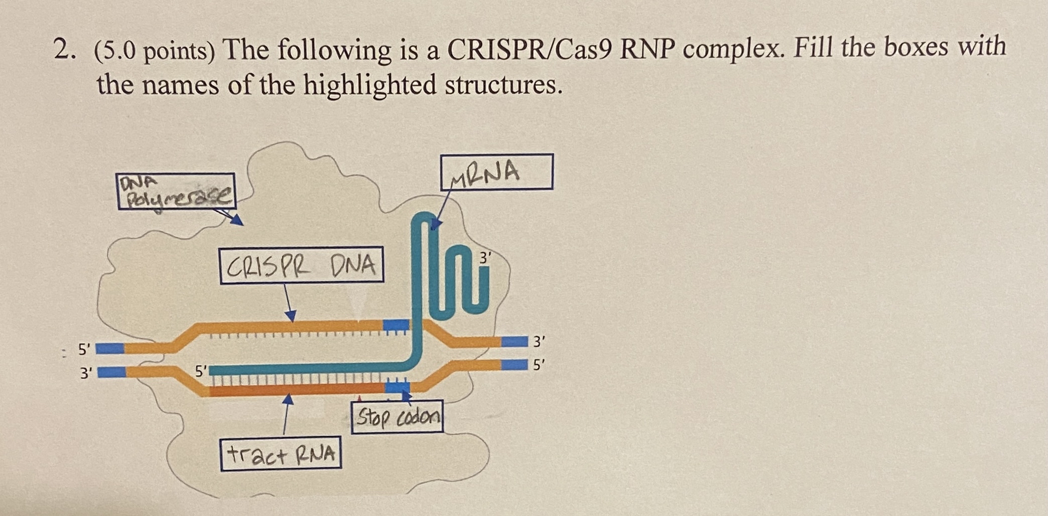 Solved (5.0 ﻿points) ﻿The following is a CRISPR/Cas9 ﻿RNP | Chegg.com