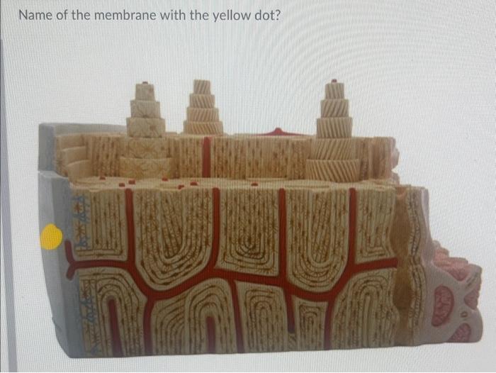 Solved Name of the membrane with the yellow dot? | Chegg.com