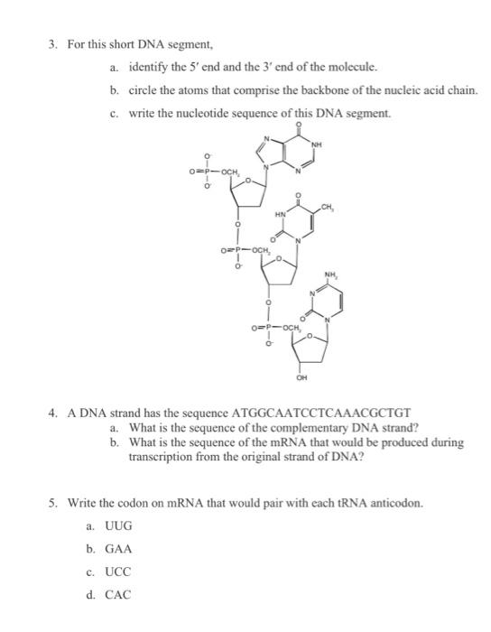 Solved 3. For this short DNA segment, a. identify the 5' end | Chegg.com