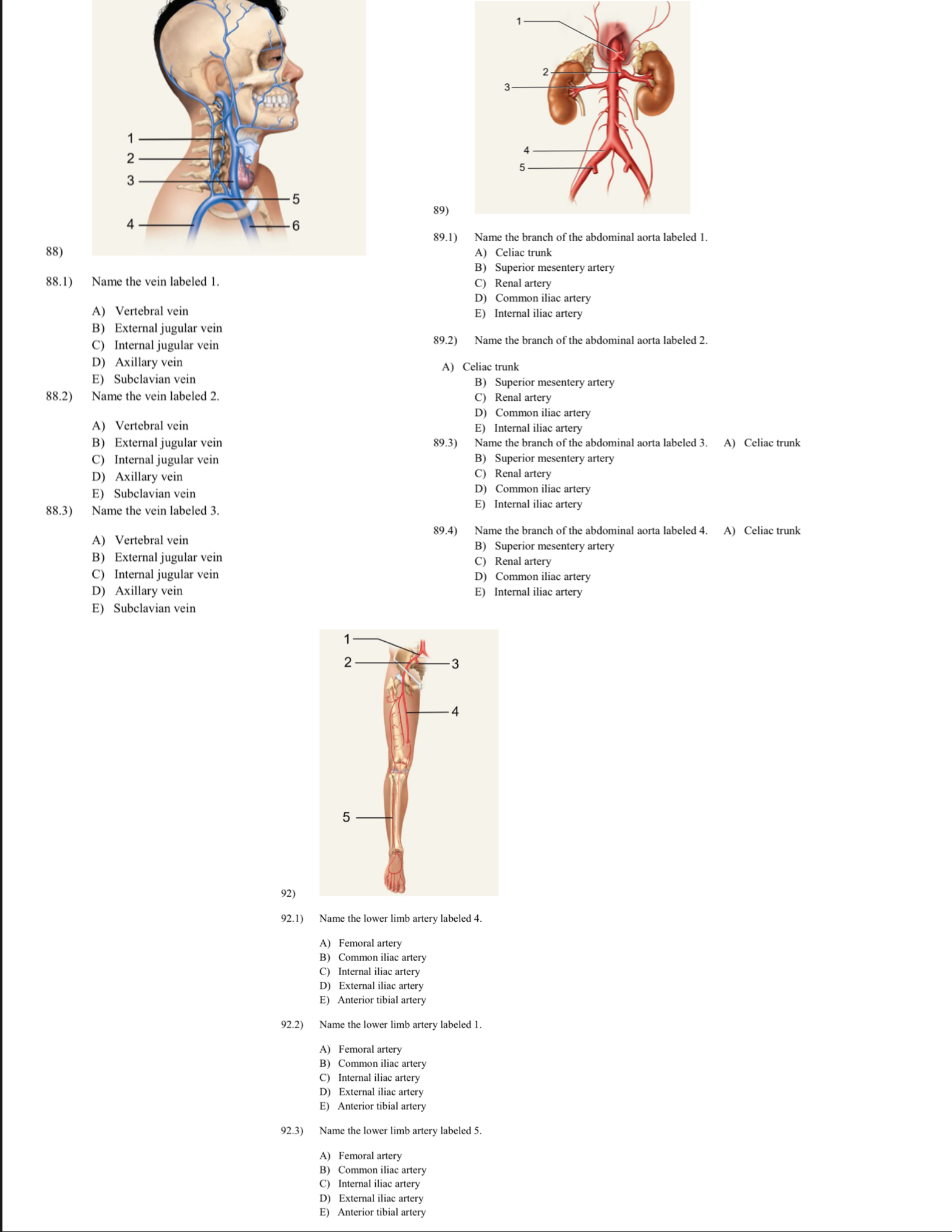 Solved 88.1) ﻿Name the vein labeled 1.A) ﻿Vertebral veinB) | Chegg.com