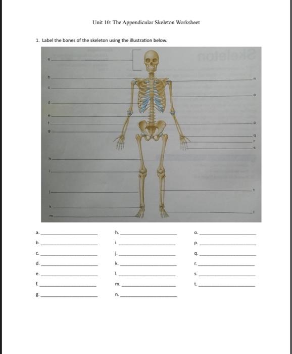 Solved Unit 10: The Appendicular Skeleton Worksheet 1. Label | Chegg.com
