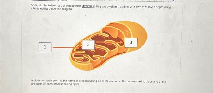 Solved Annotate the following Cell Respiration Overview | Chegg.com