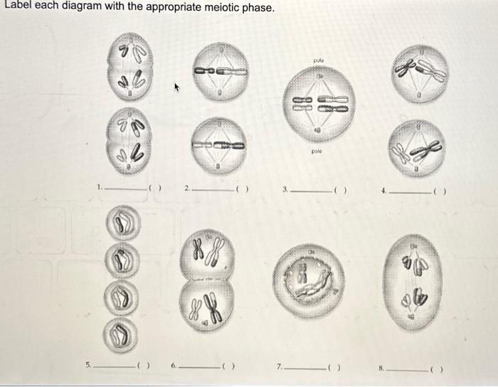 Solved Label each diagram with the appropriate meiotic | Chegg.com