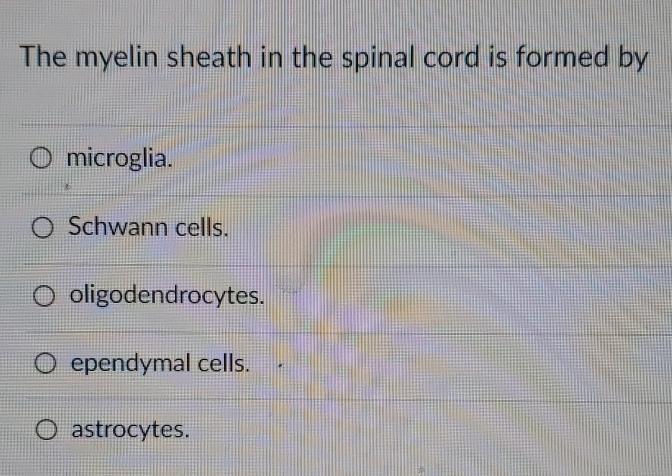Solved The myelin sheath in the spinal cord is formed | Chegg.com