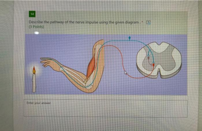 Solved 14 Describe the pathway of the nerve impulse using | Chegg.com