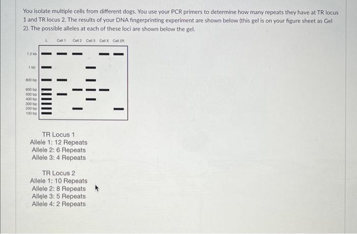 Solved true or false: cell 1 is homozygous for locus 1true | Chegg.com