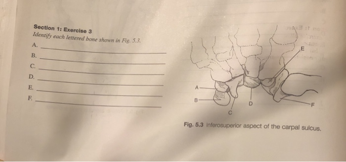 Solved Section 1: Exercise 3 Identify each lettered bone | Chegg.com